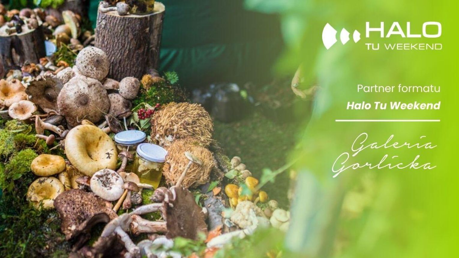 Halo Tu Weekend. Ciacho dla Nikoli, Rydzowa Jesień, Jarmark w Ropie [26 ...