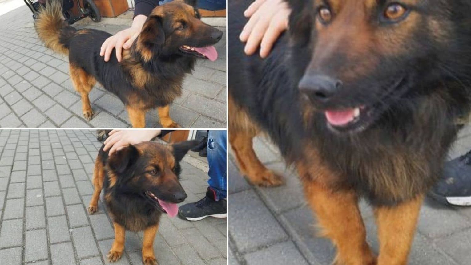 Przyjazny i zadbany psiak poszukuje swojego właściciela